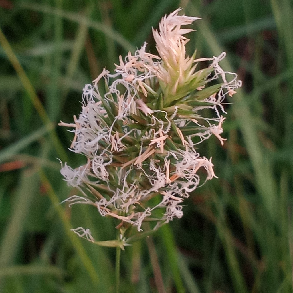 sweet vernal grass from Queen Anne's County, MD, USA on September 3 ...
