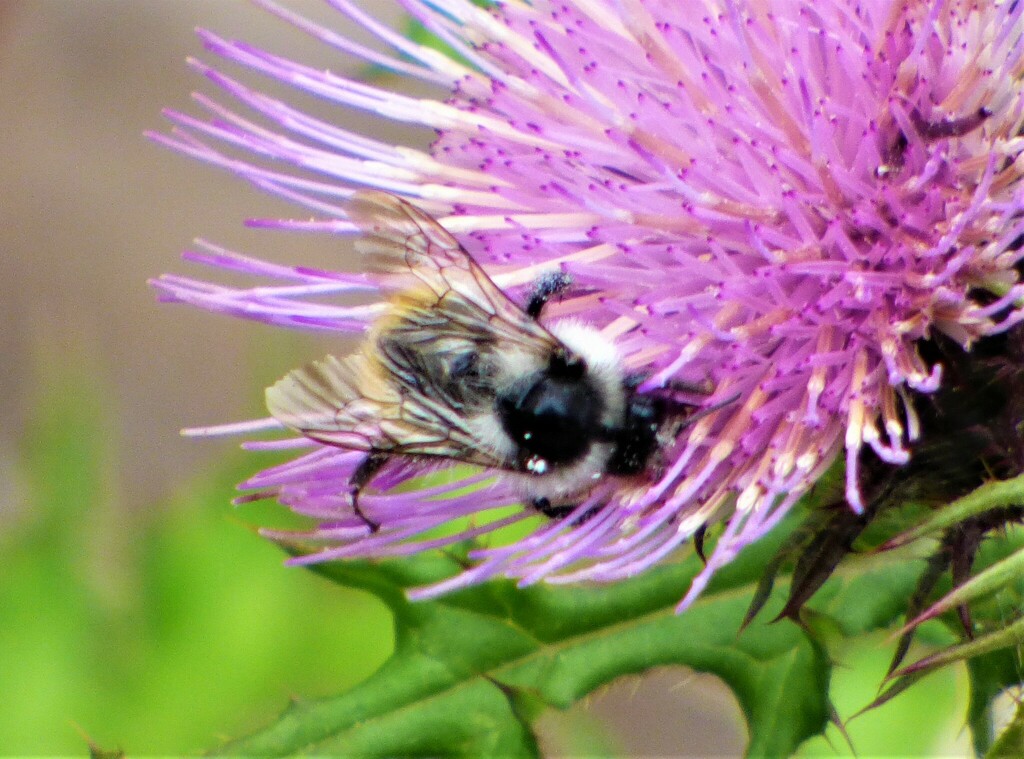 Bumble Bees from Zoige, Ngawa Tibetan and Qiang Autonomous Prefecture ...