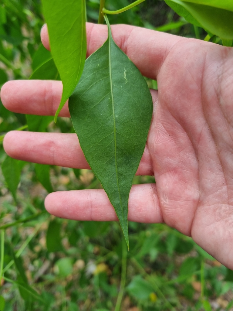 Codonocarpus attenuatus from Dundas QLD 4306, Australia on September 04 ...