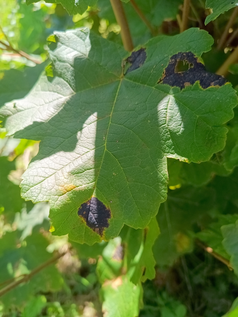 Black Tar Spot from Uxbridge UB8, UK on September 4, 2023 at 11:10 AM by kathyvivian · iNaturalist