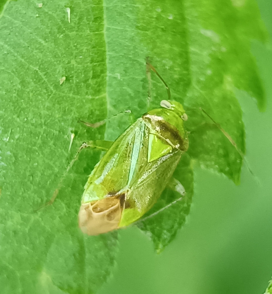 Apolygus lucorum from 62-051 Łęczyca, Polska on September 04, 2023 at ...