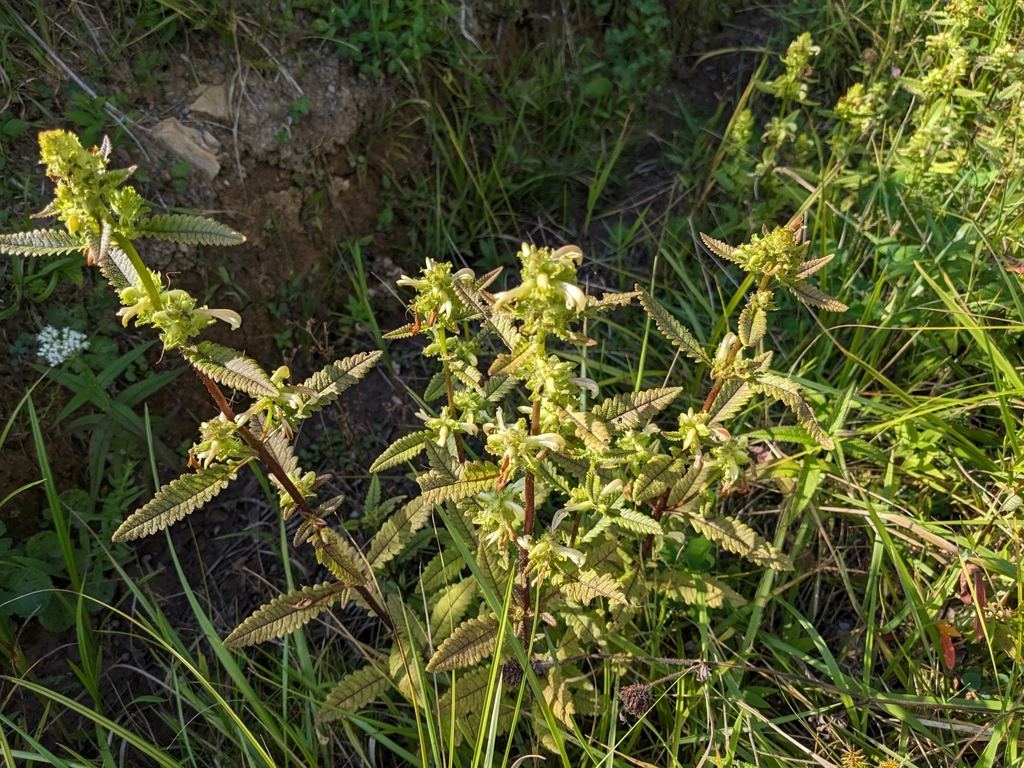 swamp lousewort from Friendsville, MD 21531, USA on September 3, 2023 ...