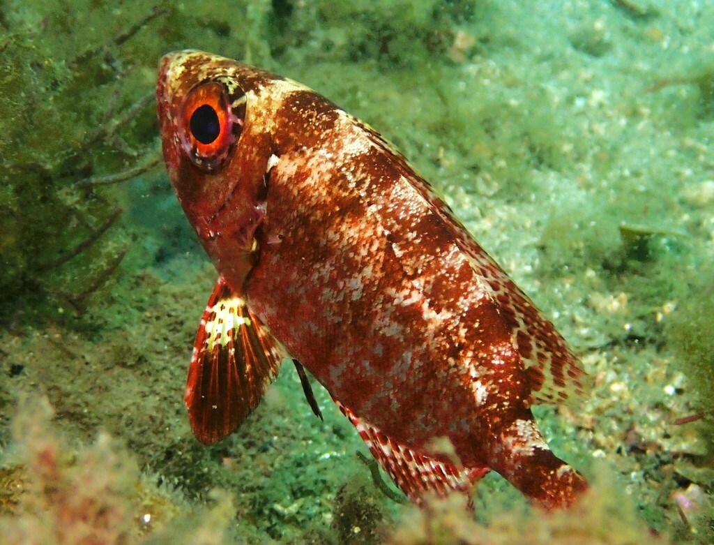 Red Big-eye from Sydney NSW, Australia on September 4, 2023 at 12:10 PM ...