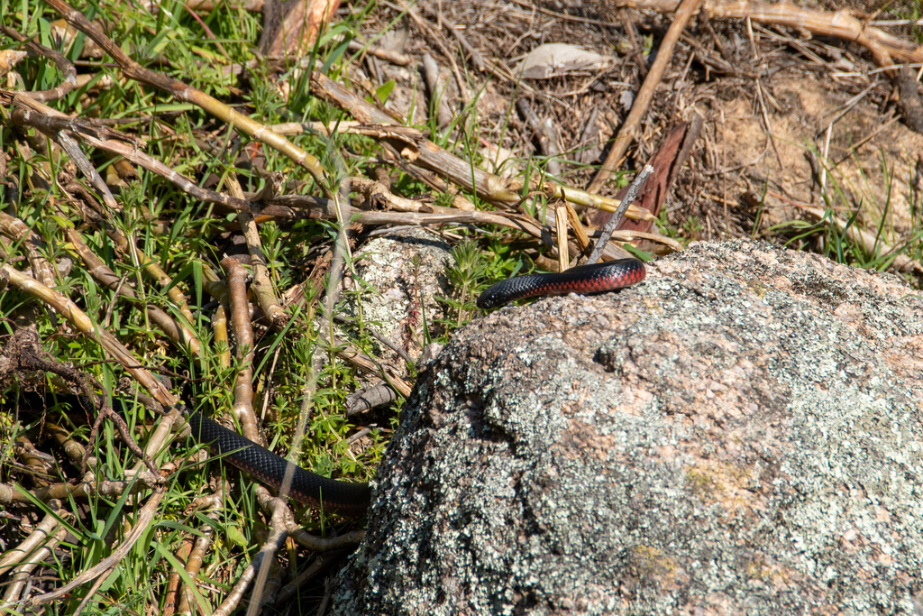 Red-bellied Black Snake from Frogmore NSW 2586, Australia on September ...
