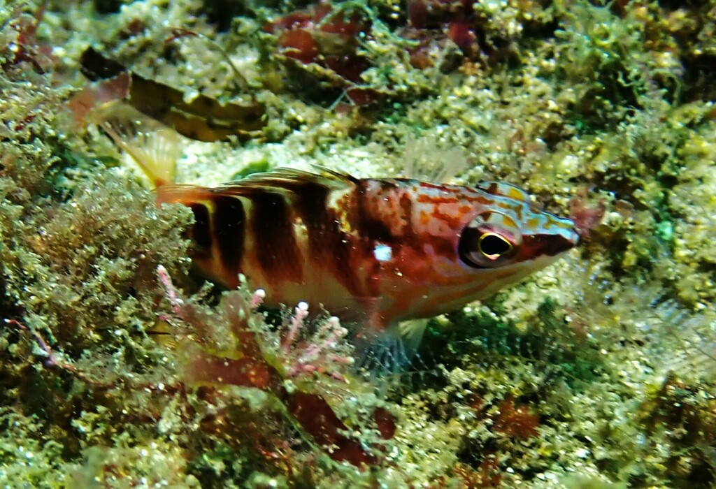 Halfbanded Seaperch from Sydney NSW, Australia on August 14, 2023 at 10 ...