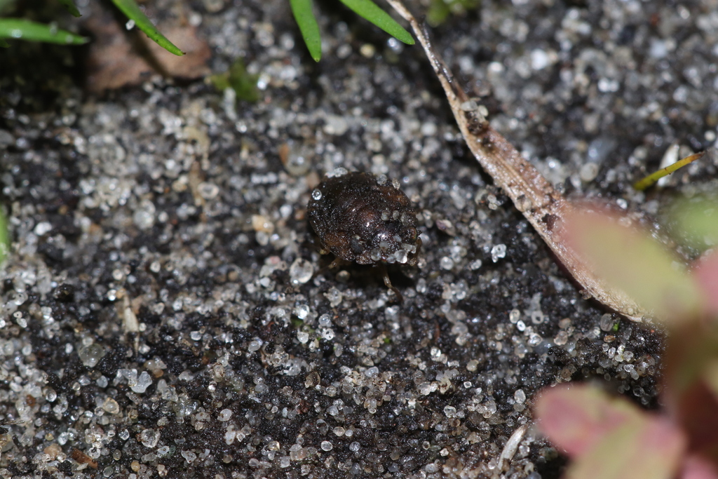 Blue-spotted Velvet Shore Bug from 40230 Bénesse-Maremne, France on ...