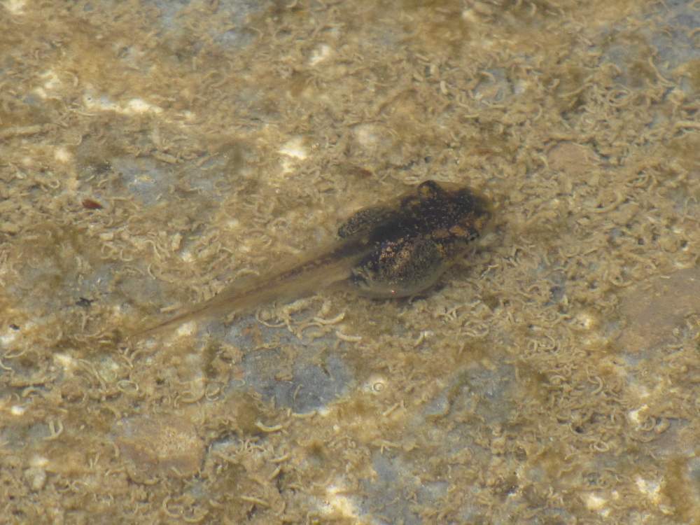 Wood Frog from Burnt Lands PP, Carp - Hardwood Plains, Ottawa, ON ...