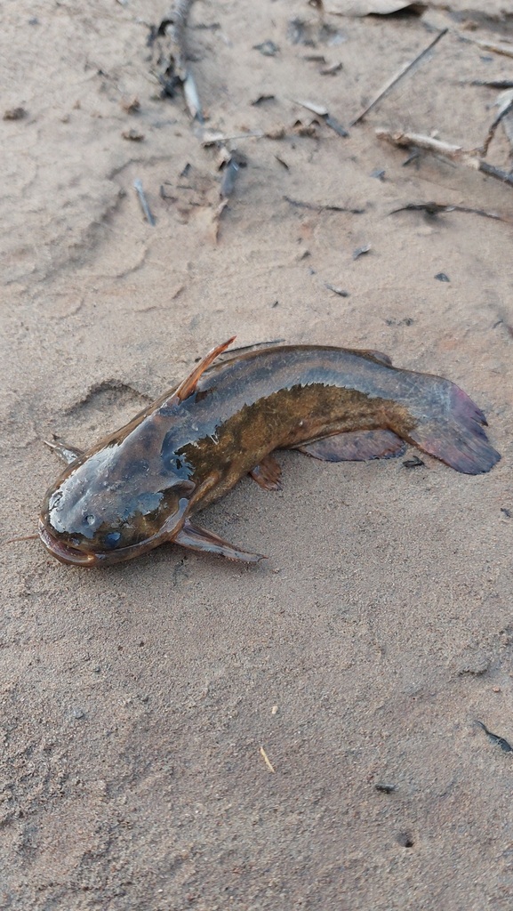 Trachelyopterus from Villanueva, Casanare, Colombia on September 3 ...