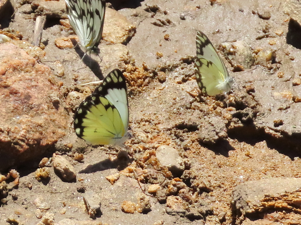 African Common White from uMgungundlovu District Municipality, South ...