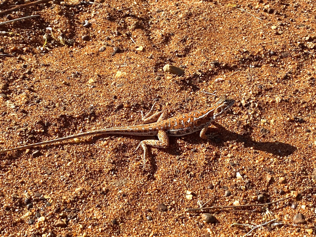 Military Dragon from Uluṟu-Kata Tjuṯa National Park, Mutitjulu, NT, AU ...