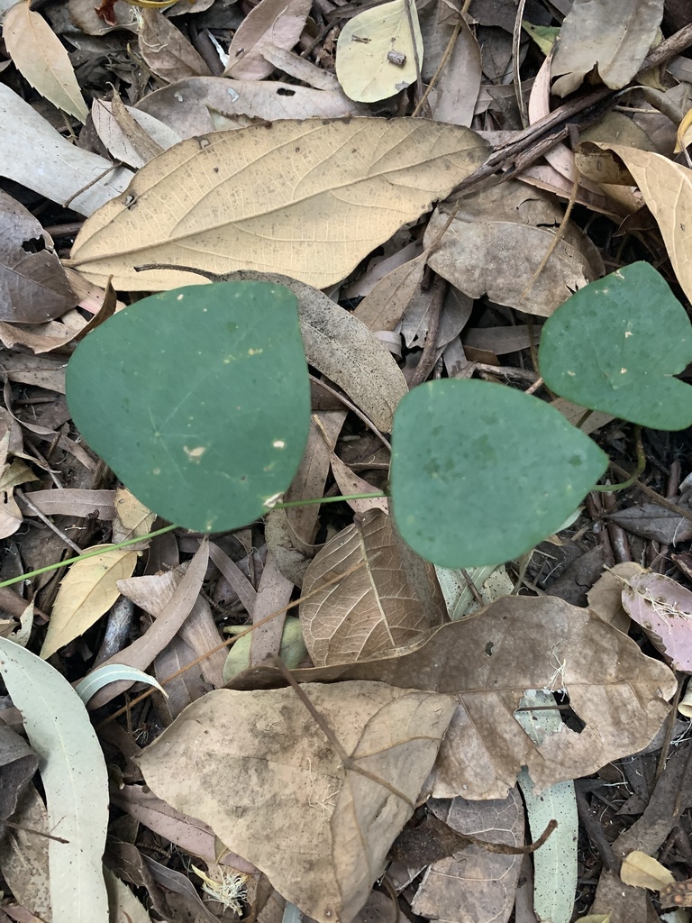 Tapevine from The Caves, QLD, AU on September 3, 2023 at 03:16 PM by ...