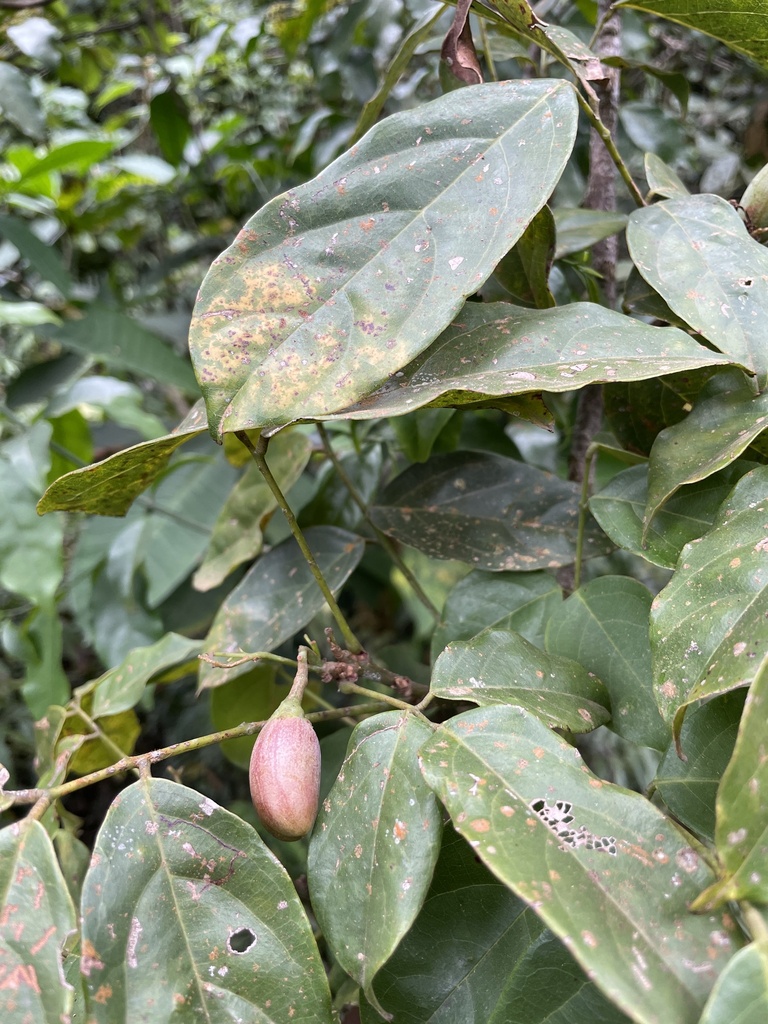 devil peppers from Muhanga, RW on July 13, 2023 at 10:10 AM by UWASE ...