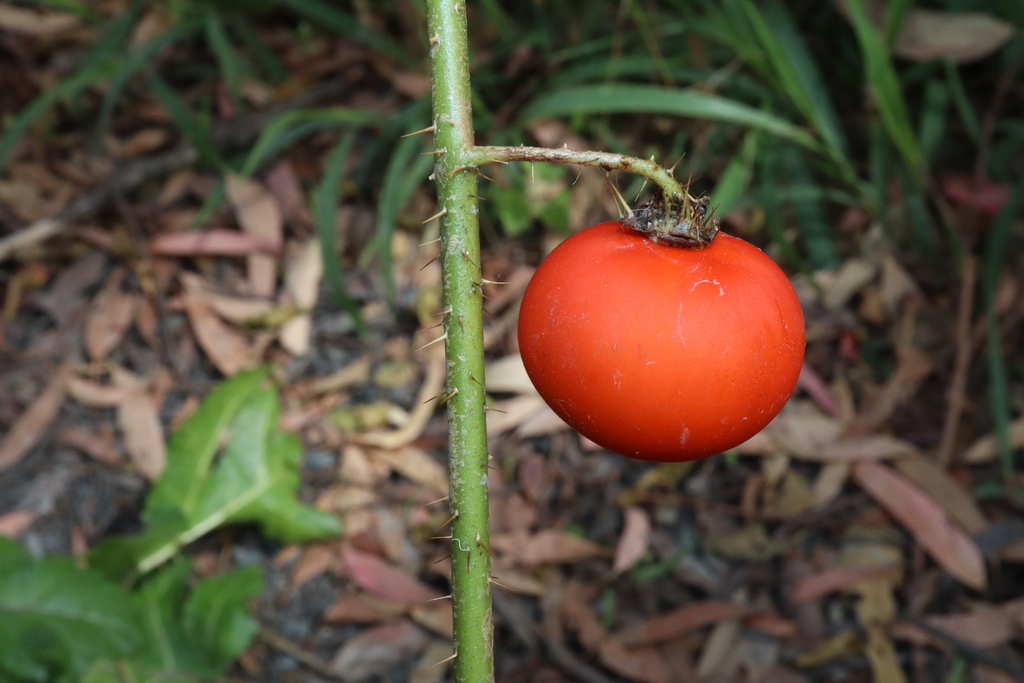 Cockroach Berry from Camden Haven NSW, Australia on September 2, 2023 ...