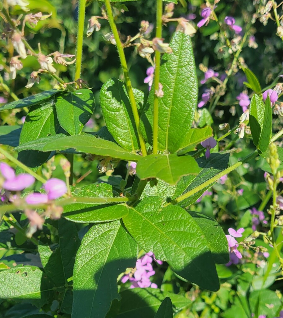 tall tick-trefoil from Prince George's County, MD, USA on September 2 ...