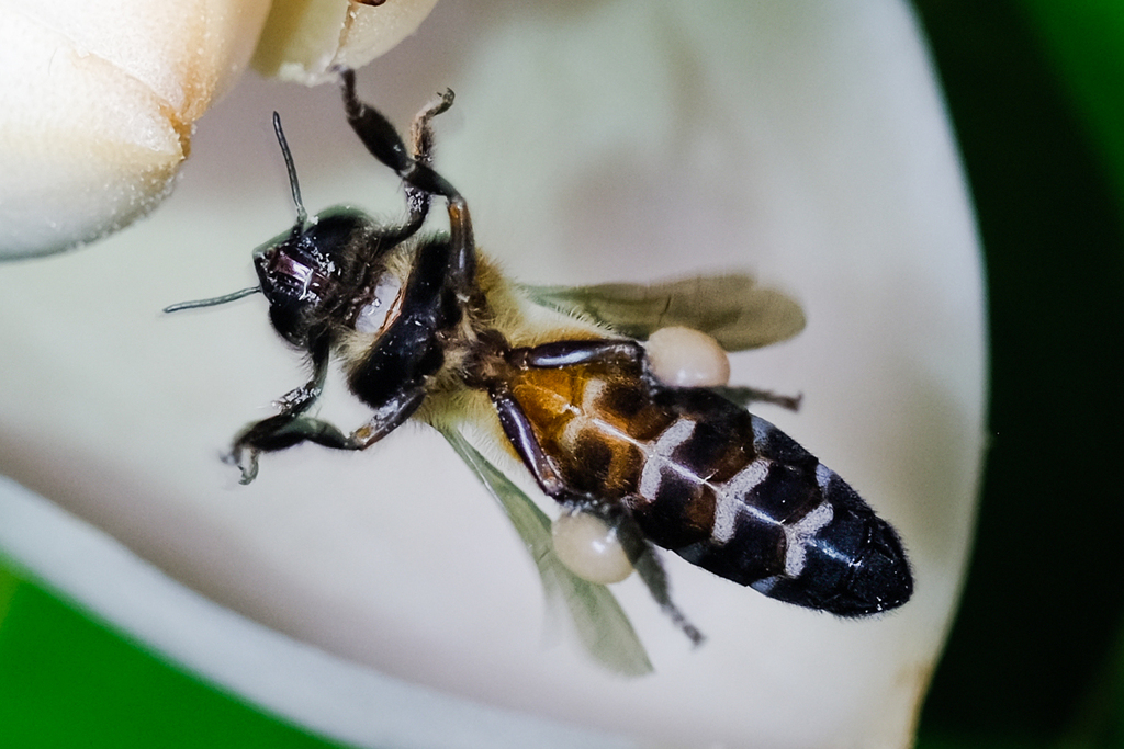 Giant Honey Bee from Mengla County, Xishuangbanna Dai Autonomous ...