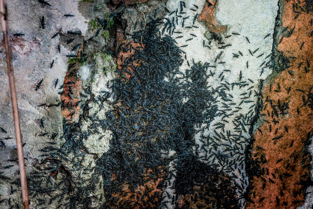 Dianous from Mengla County, Xishuangbanna Dai Autonomous Prefecture ...