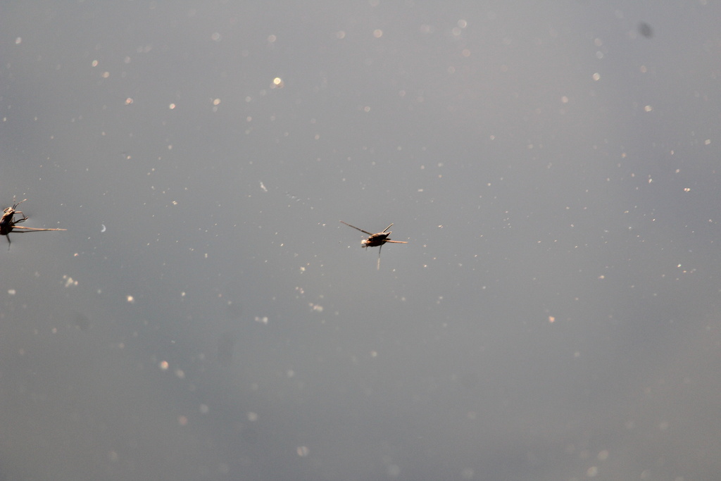 Rheumatobates rileyi from Parc Angrignon, Montréal, QC, CA on September ...