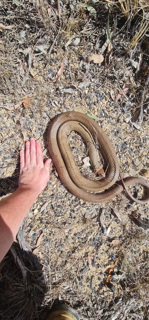Eastern Brown Snake from Bukkulla NSW 2360, Australia on August 26 ...