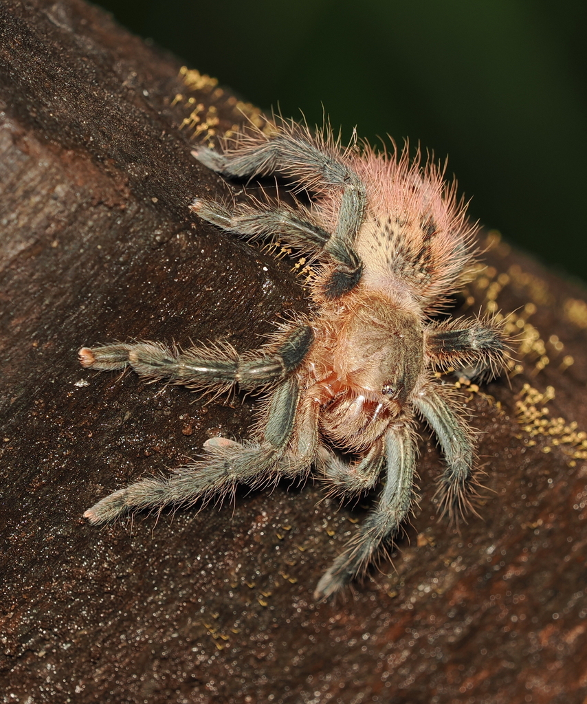 Peruvian Red-rump Tarantula from Tahuayo, Peru on August 12, 2023 at 08 ...
