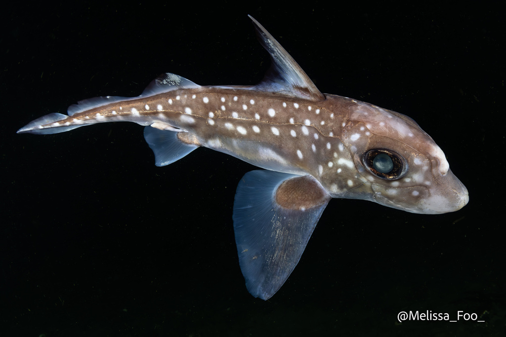 Spotted Ratfish from Hood Canal, Lilliwaup, WA, US on August 31, 2023 ...