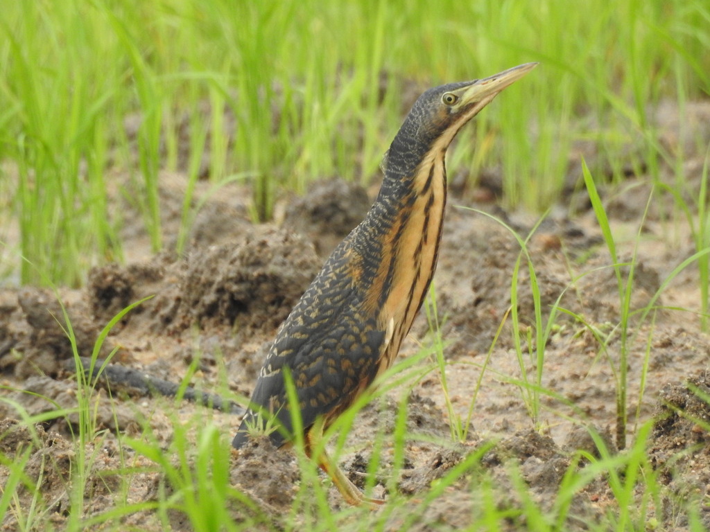 Dwarf Bittern from Zatta, Côte d'Ivoire on August 30, 2021 at 12:31 PM ...