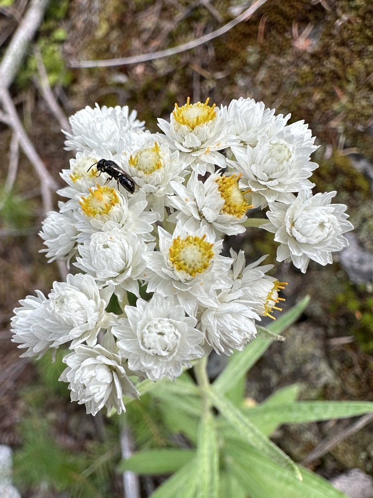 pearly everlasting from Okanogan - Wenatchee National Forest, Twisp, WA ...