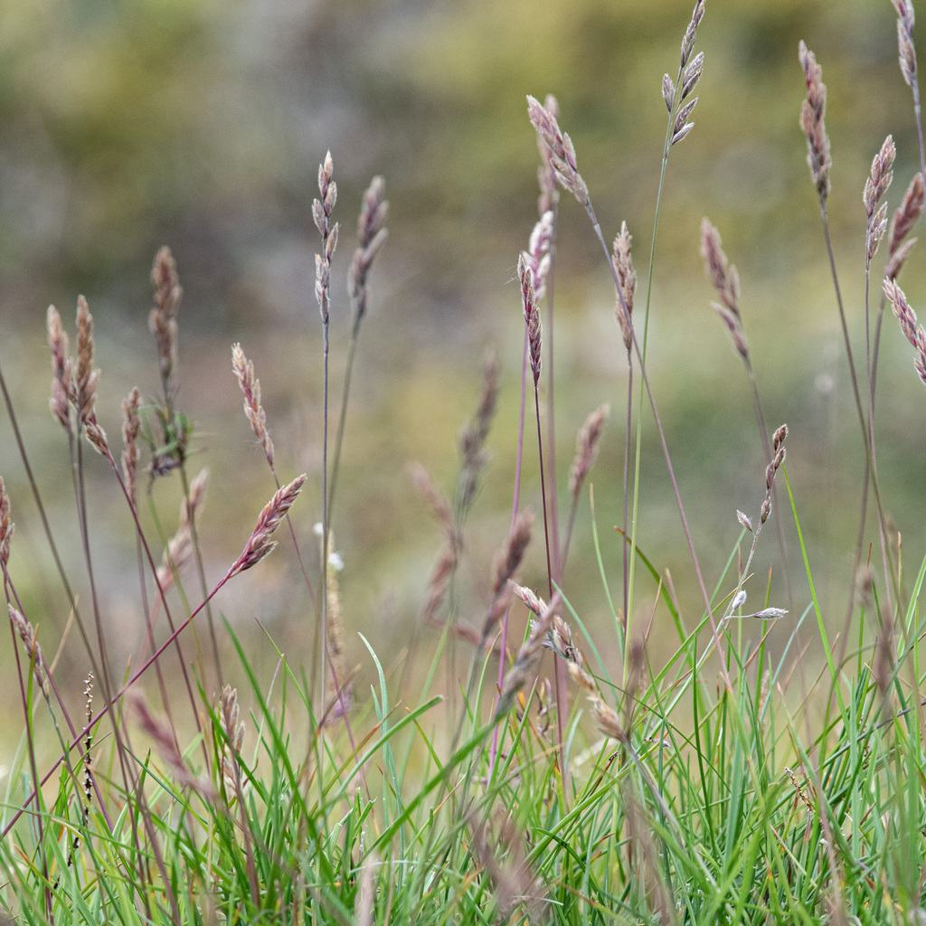 Northern Fescue from Longyearbyen 9170, Svalbard and Jan Mayen on ...