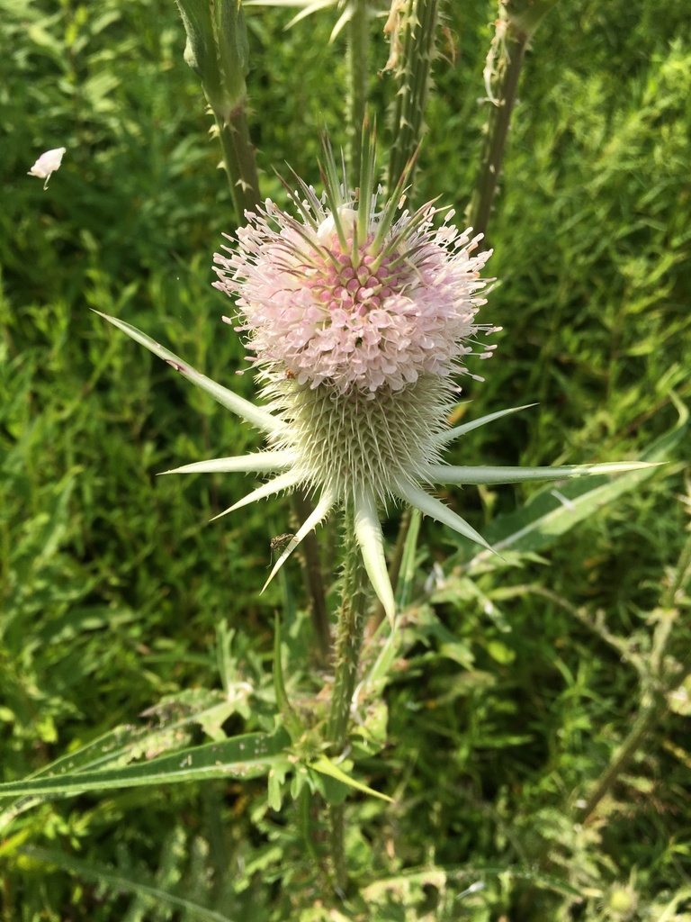 cutleaf teasel from Auburn, NY, US on August 4, 2023 at 11:01 AM by ...