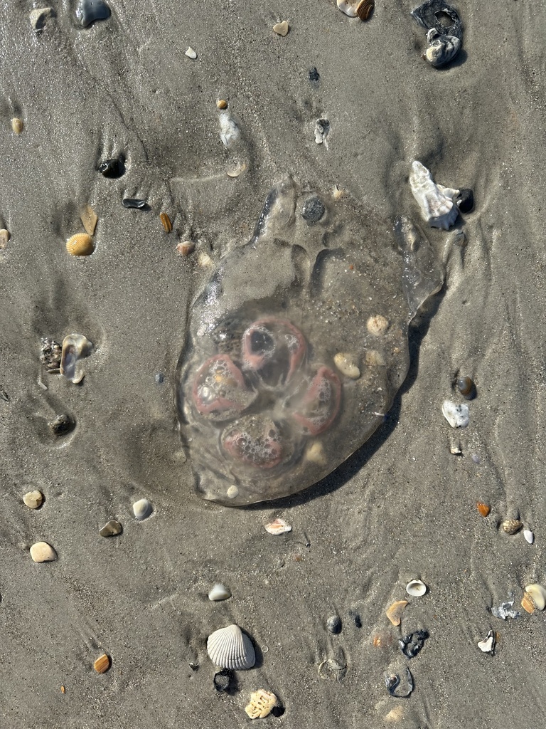 Southern Moon Jelly from NC, US on September 4, 2023 at 09:11 AM by ...
