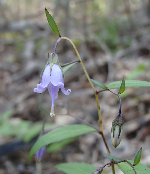 Southern Harebell (Forbs of Appalachia) · iNaturalist