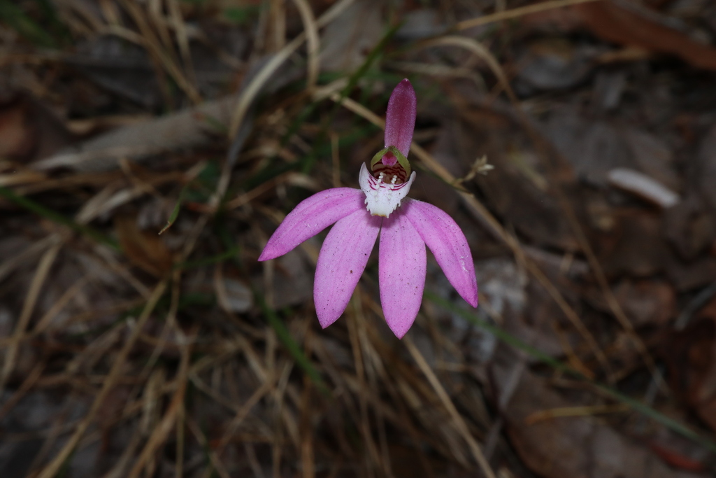 Pink Lady Fingers from North Haven NSW 2443, Australia on September 3 ...