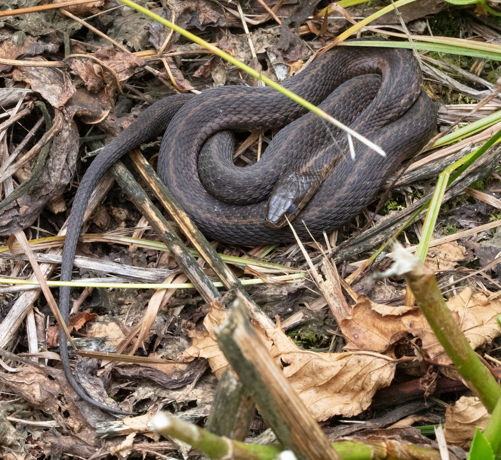Common Garter Snake in September 2023 by Melinda Fawver. Ready to molt ...