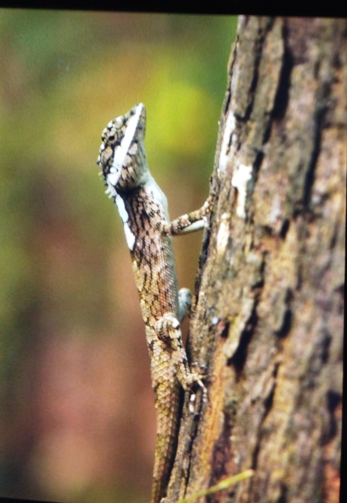 Painted-lip Lizard from Vanathavilluwa, Wilpattu Block 1, LK-PX, LK on ...