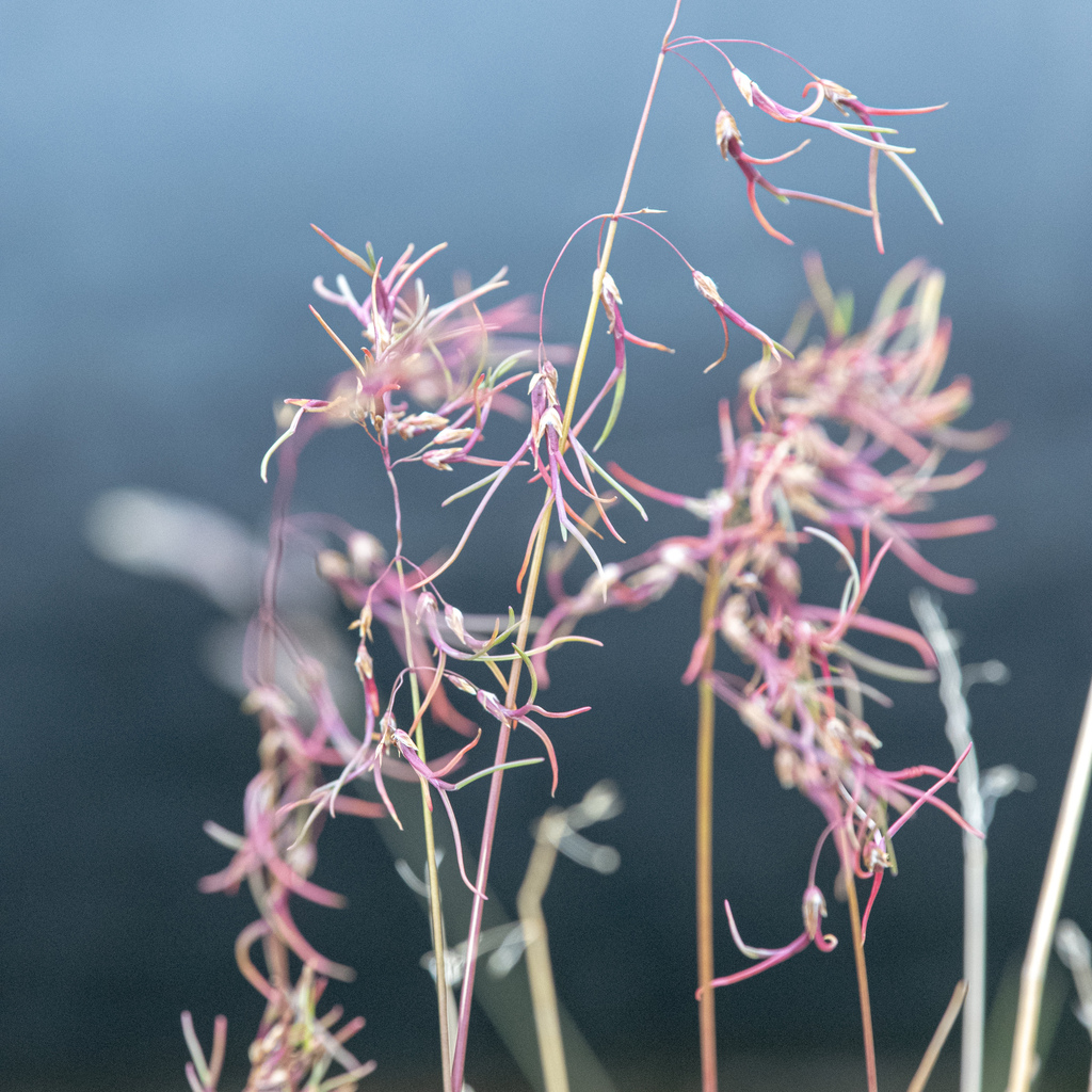 Alpine Bluegrass from Longyearbyen 9170, Svalbard and Jan Mayen on ...