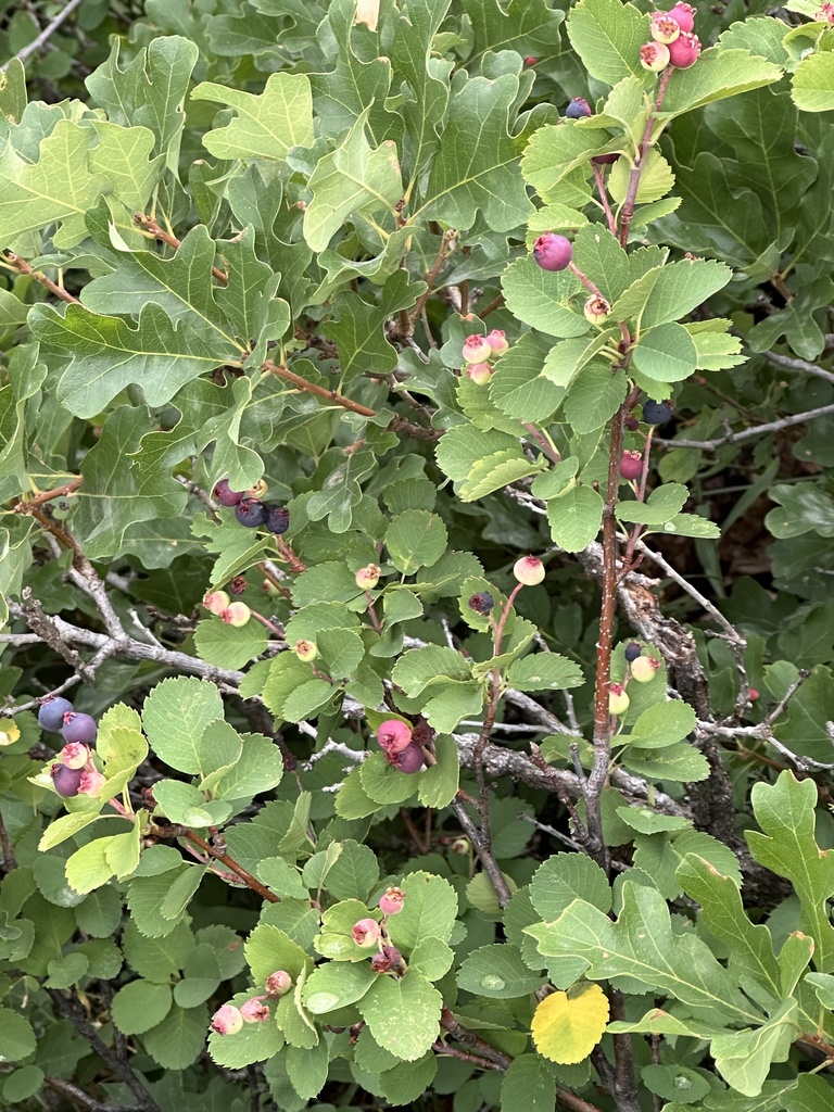 Utah Serviceberry from Uinta-Wasatch-Cache National Forest, Alpine, UT ...