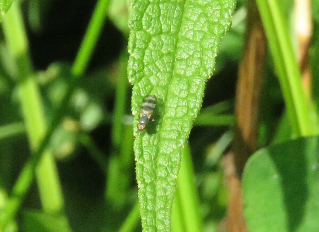 Banded-wing Flies from 431 E Rd, Milton, VT 05468, USA on September 3 ...