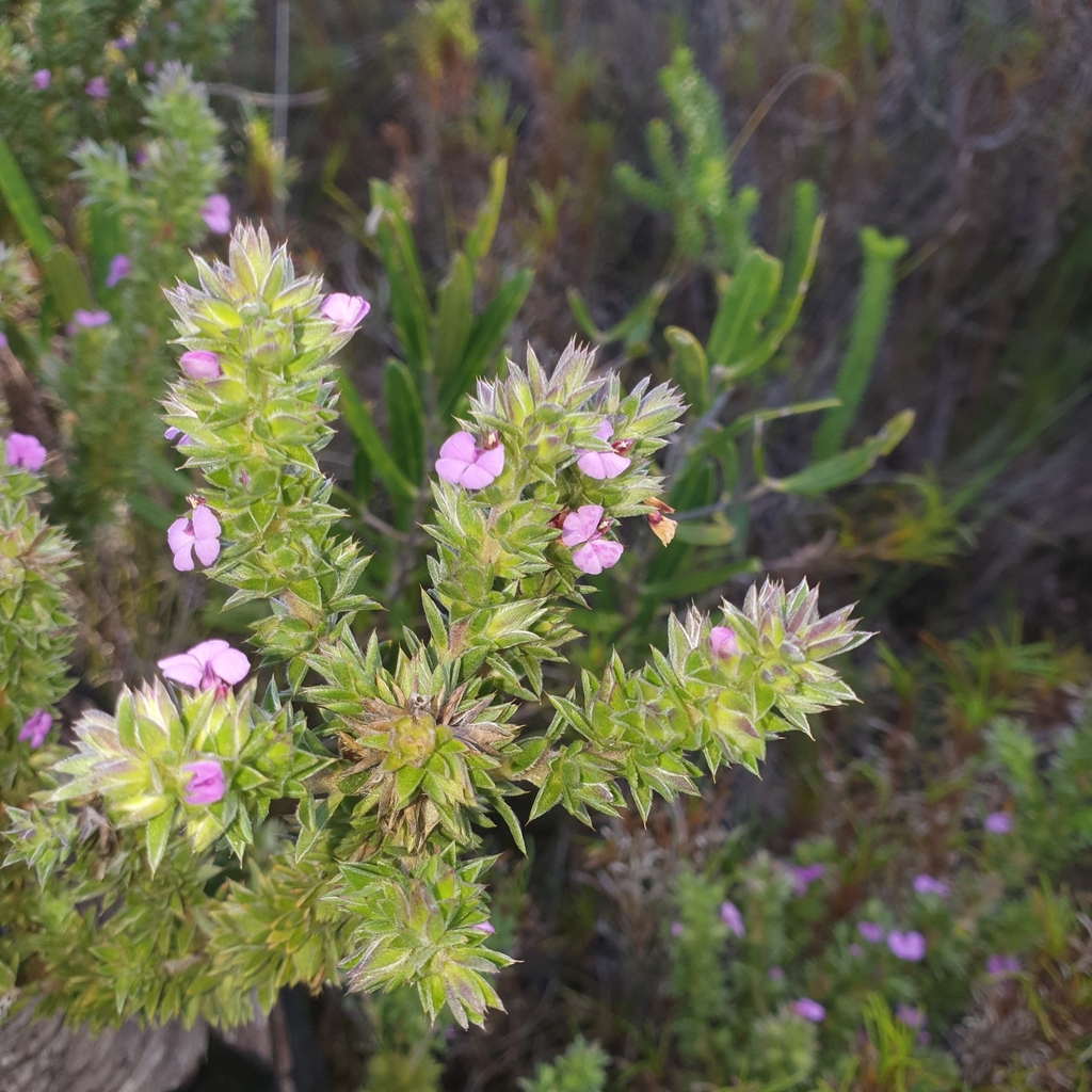 Hornless Purplegorse from Knysna Local Municipality, South Africa on ...