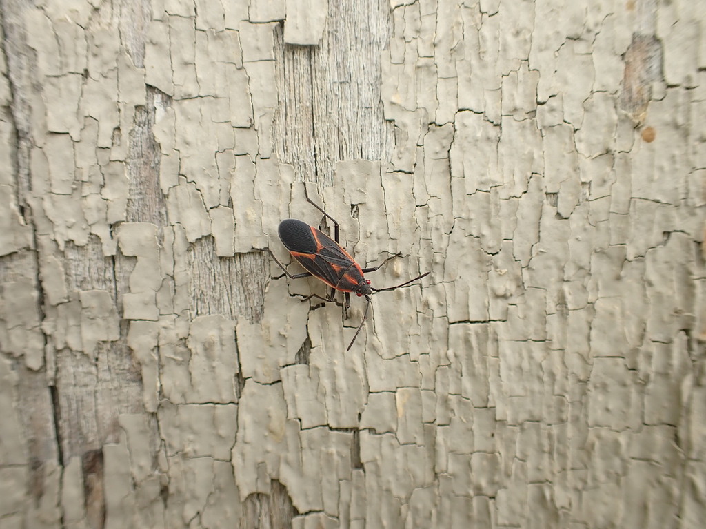 Eastern Boxelder Bug from Division No. 6, Alberta, Canada on September ...