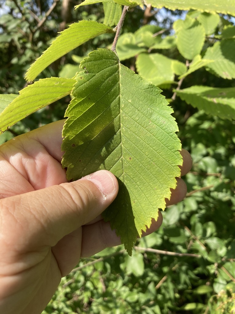 American elm from Riviere-des-Prairies—Pointe-aux-Trembles, Montréal ...