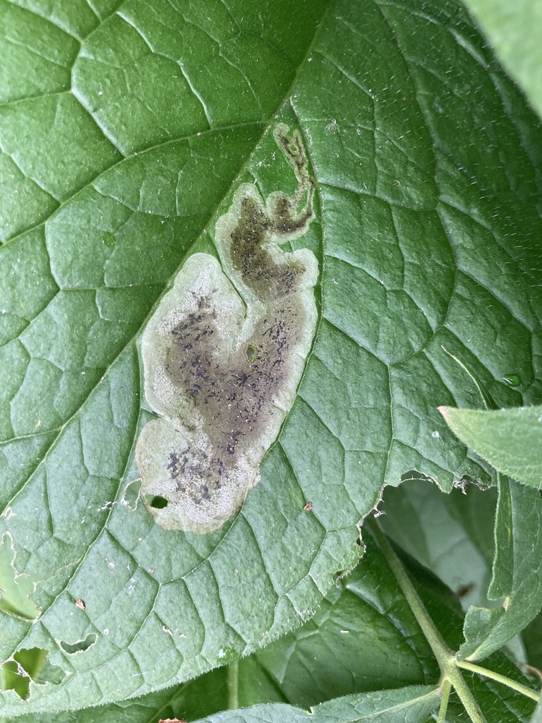 Winged and Once-winged Insects from Douglasdale, Calgary, AB T2Z ...