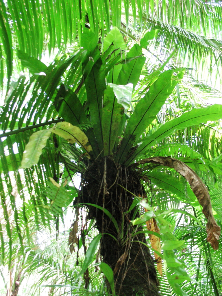 Bird's Nest Fern from Agat, Guam on February 17, 2008 at 08:25 PM by ...