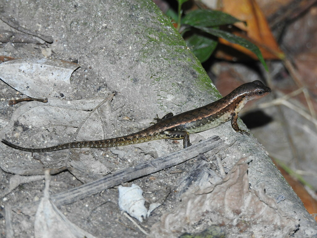 Sphenomorphus variegatus from Kabupaten Banggai, Sulawesi Tengah ...