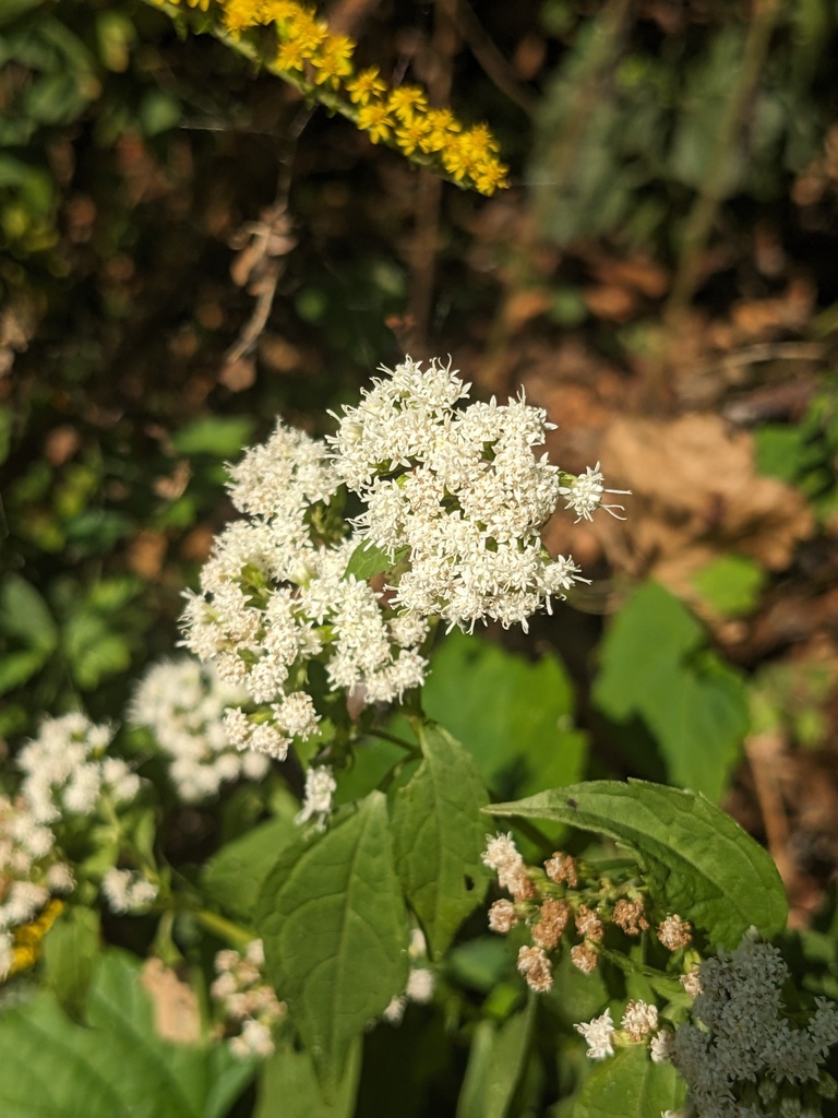 white snakeroot from Oregon Ridge Park and Nature Center on September 4 ...