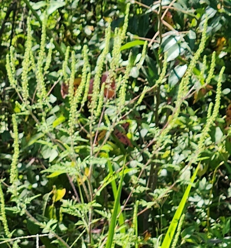 common ragweed from Union County, KY, USA on September 3, 2023 at 11:46 ...