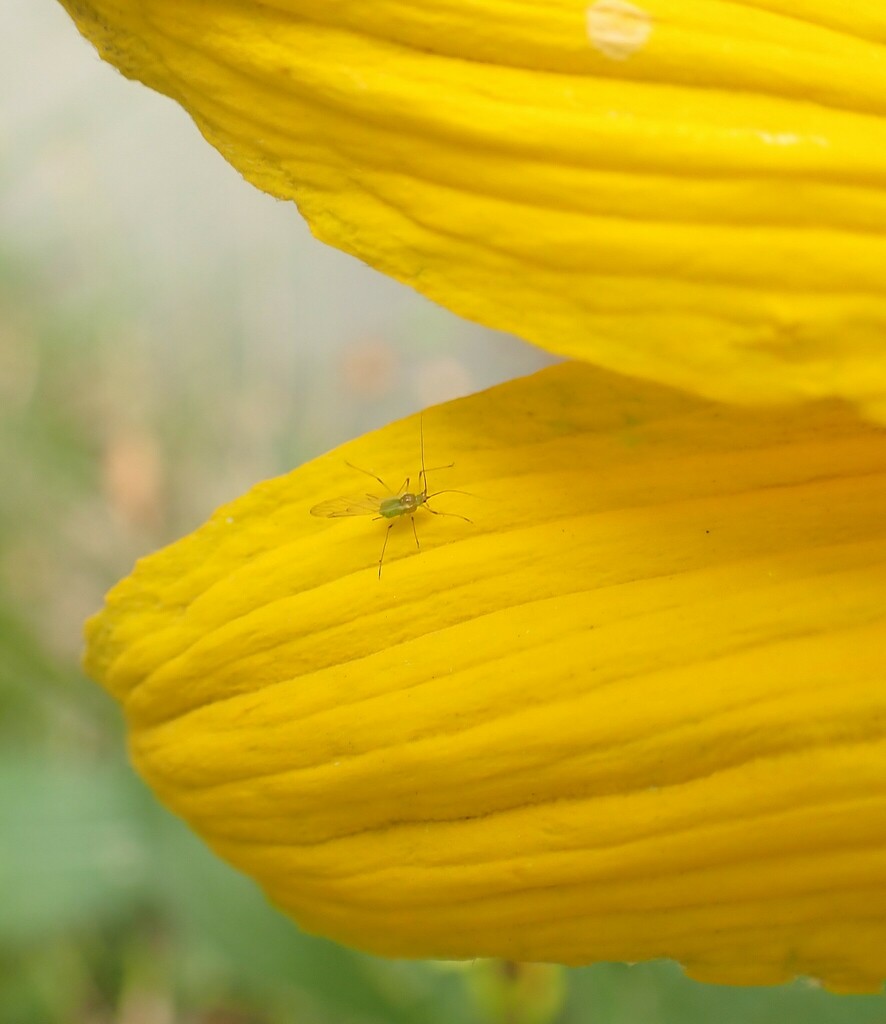 Aphids from Douglasdale, Calgary, AB T2Z, Canada on September 3, 2023 ...