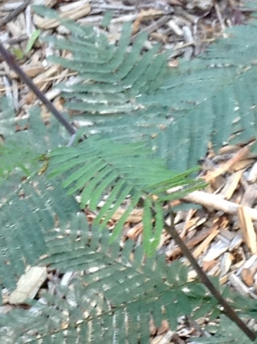 Genus Racosperma · iNaturalist