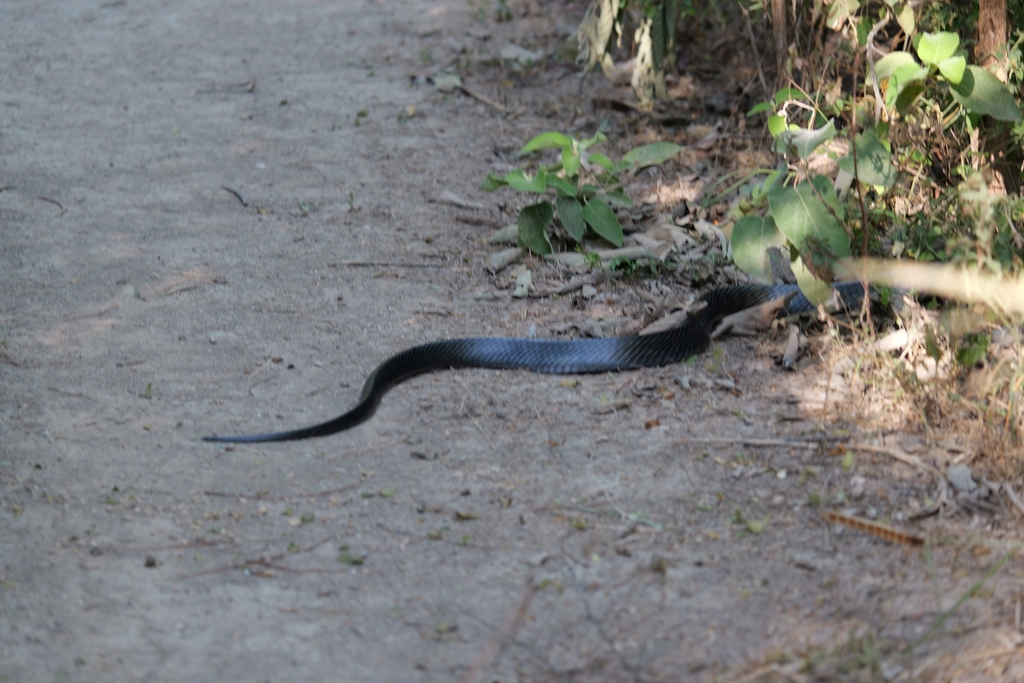 Texas Indigo Snake in September 2023 by Morgan Hay · iNaturalist