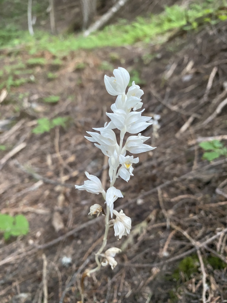 Phantom Orchid in July 2023 by calekennamer · iNaturalist