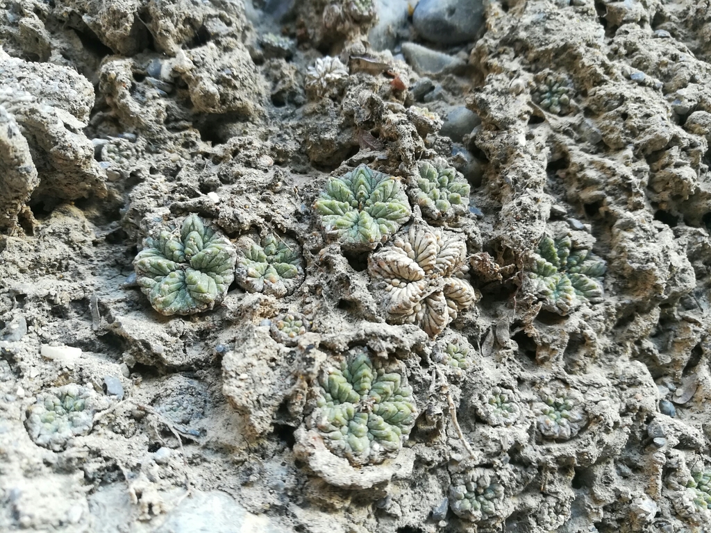 Aztekium ritteri in January 2019 by Carlos G Velazco-Macias · iNaturalist