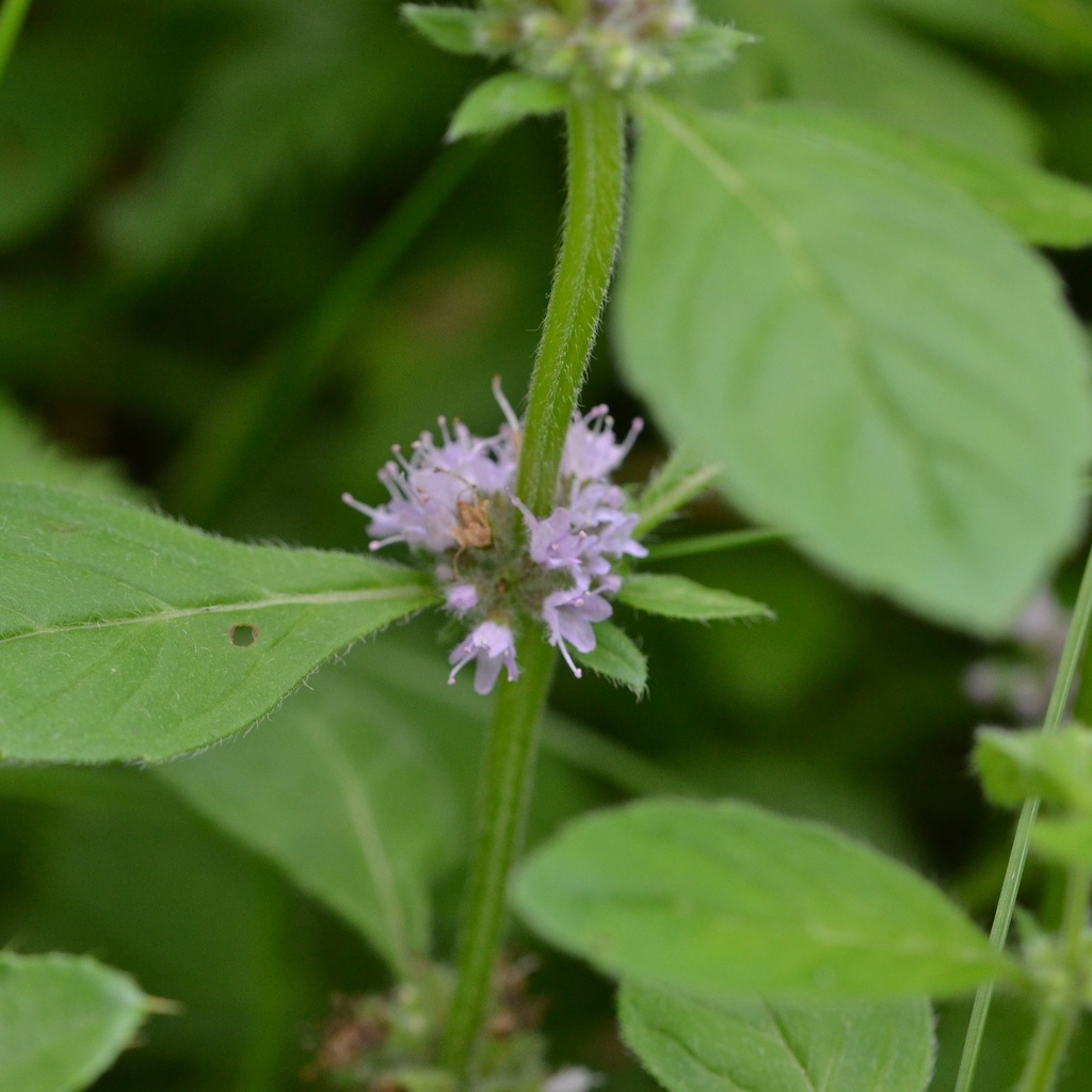 corn mint from 293 01 Mladá Boleslav, Česko on September 1, 2023 at 04: ...